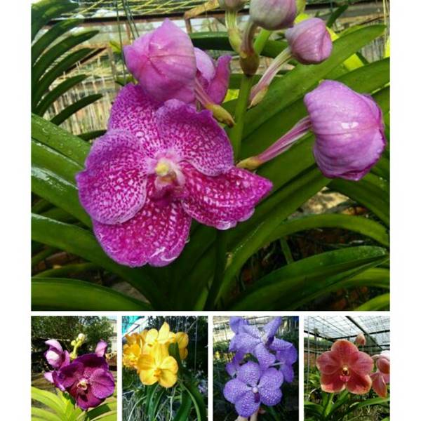 Hoa lan Vanda - Kỳ công mỹ thuật đặc sắc trong giới hoa lan